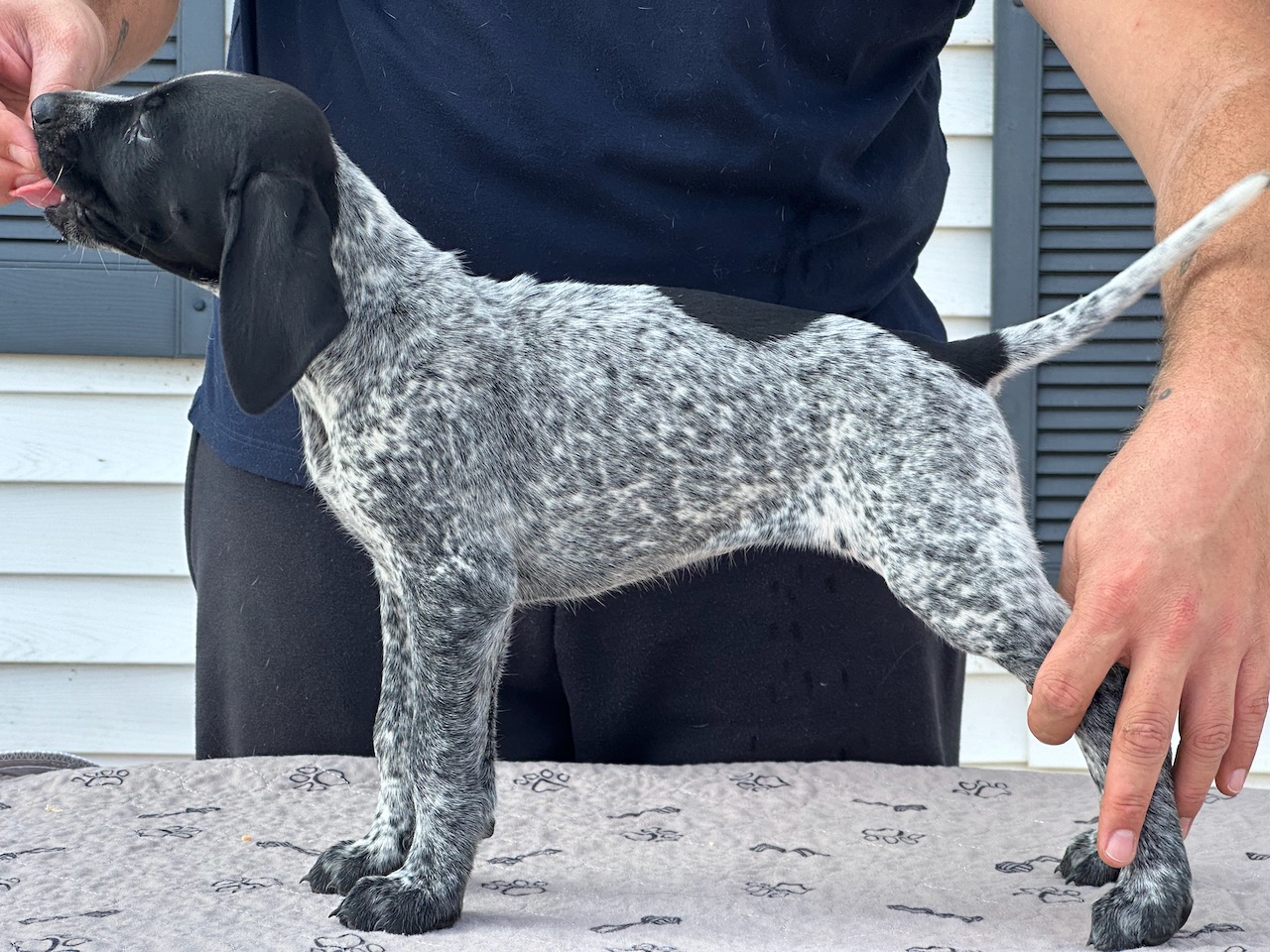 Chloe of Meander River - Meander River German Shorthaired Pointers